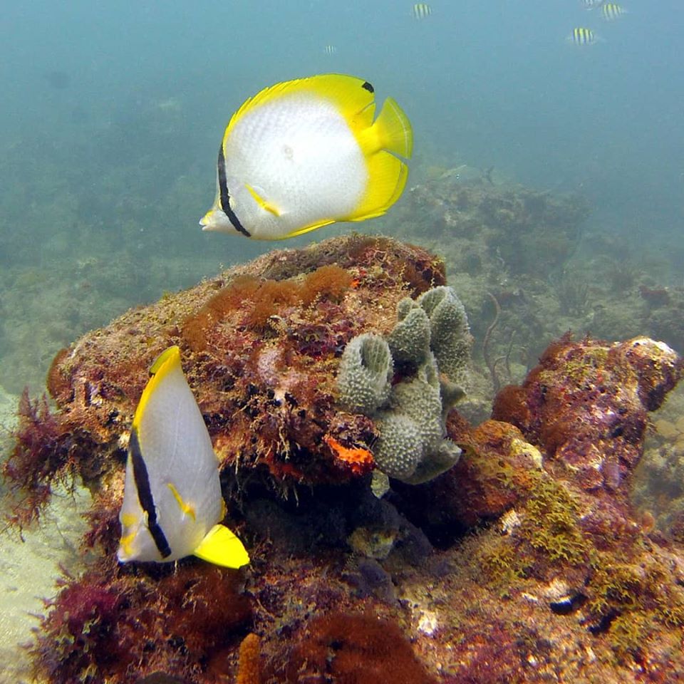 Scuba Marco | Full Service Dive Shop | Marco Island, FL
