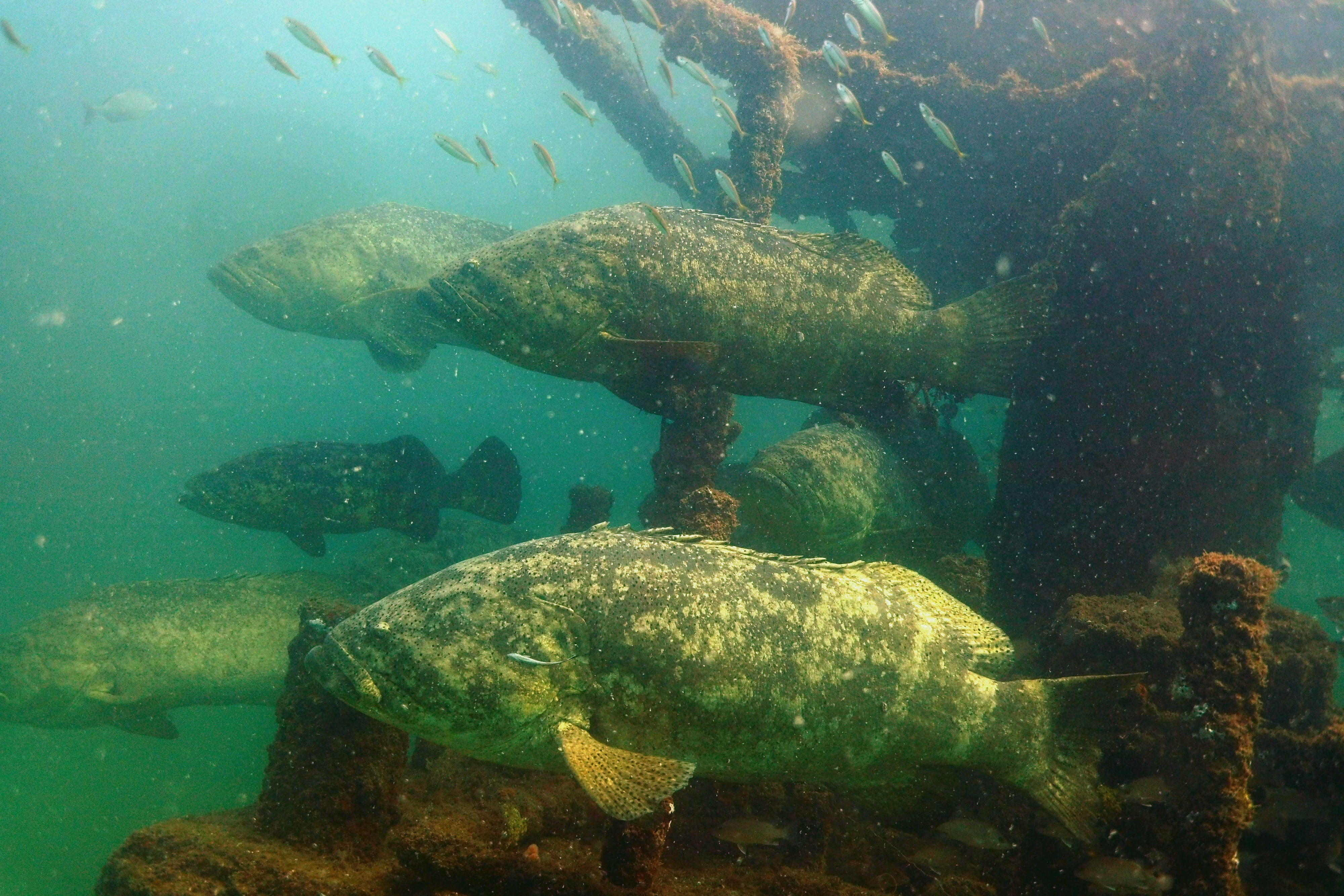 Scuba Marco | Full Service Dive Shop | Marco Island, FL